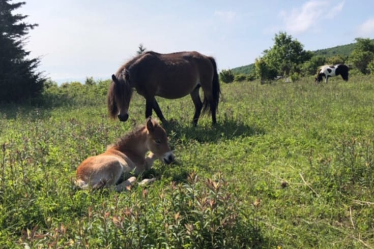 Hiking and Camping at Grayson Highlands State Park