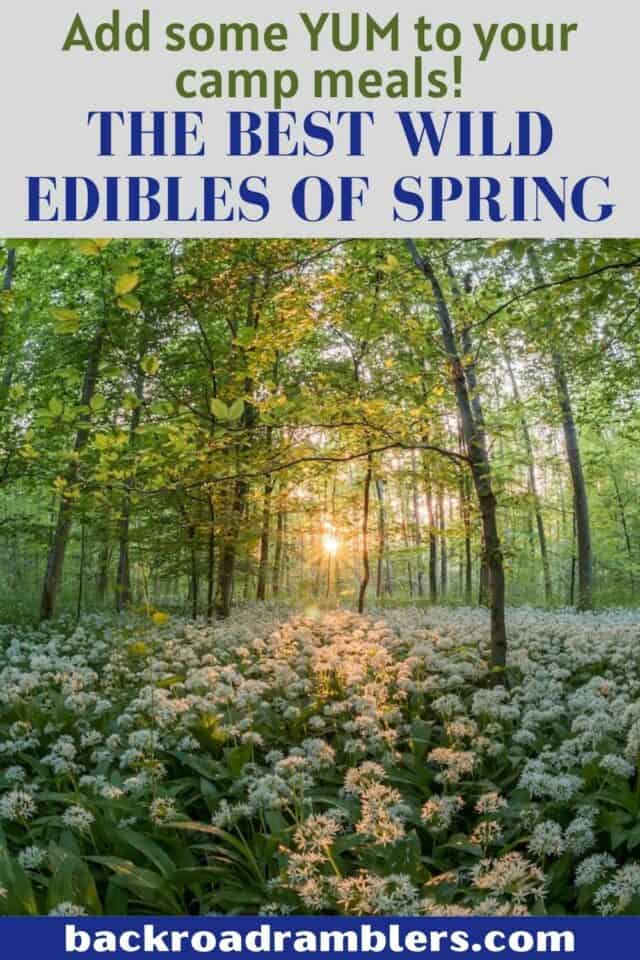 Intro to Spring Foraging: 8 Amazing Plants that are Easy to Identify