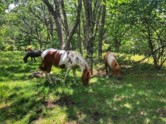 Grayson Highlands State Park: Wild Ponies, Gorgeous Views, and ...