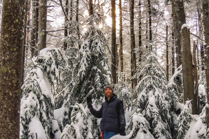 Cut Down a Wild Christmas Tree in your National Forest