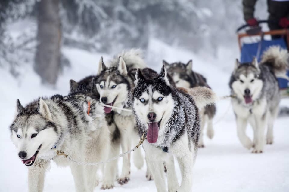 Incredible Winter Family Vacations for Non Skiers